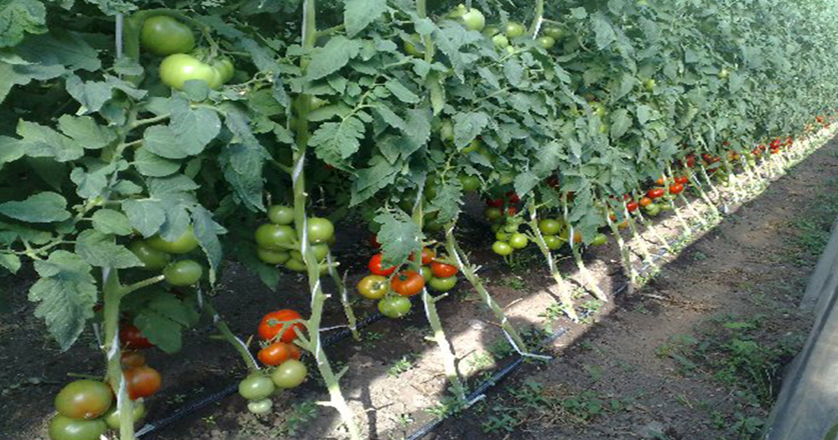 Niciodată nu trebuie să plantezi roșiile lângă castraveți – Cum trebuie ...