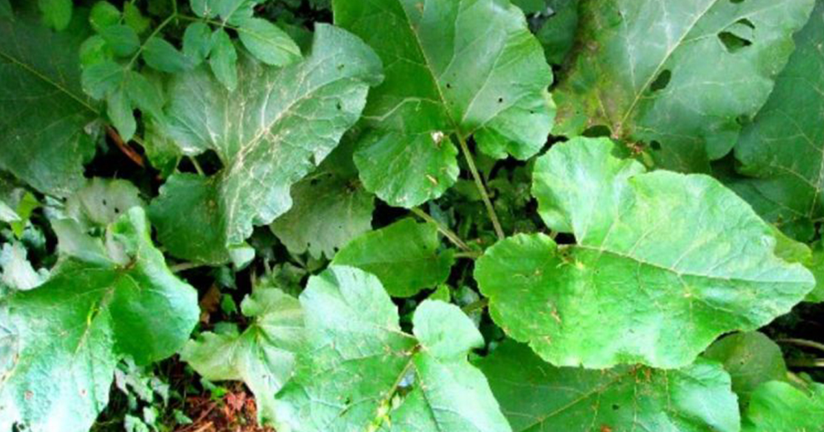 Frunza de brusture vindecă discopatia cervicală, spondiloza și durerile ...