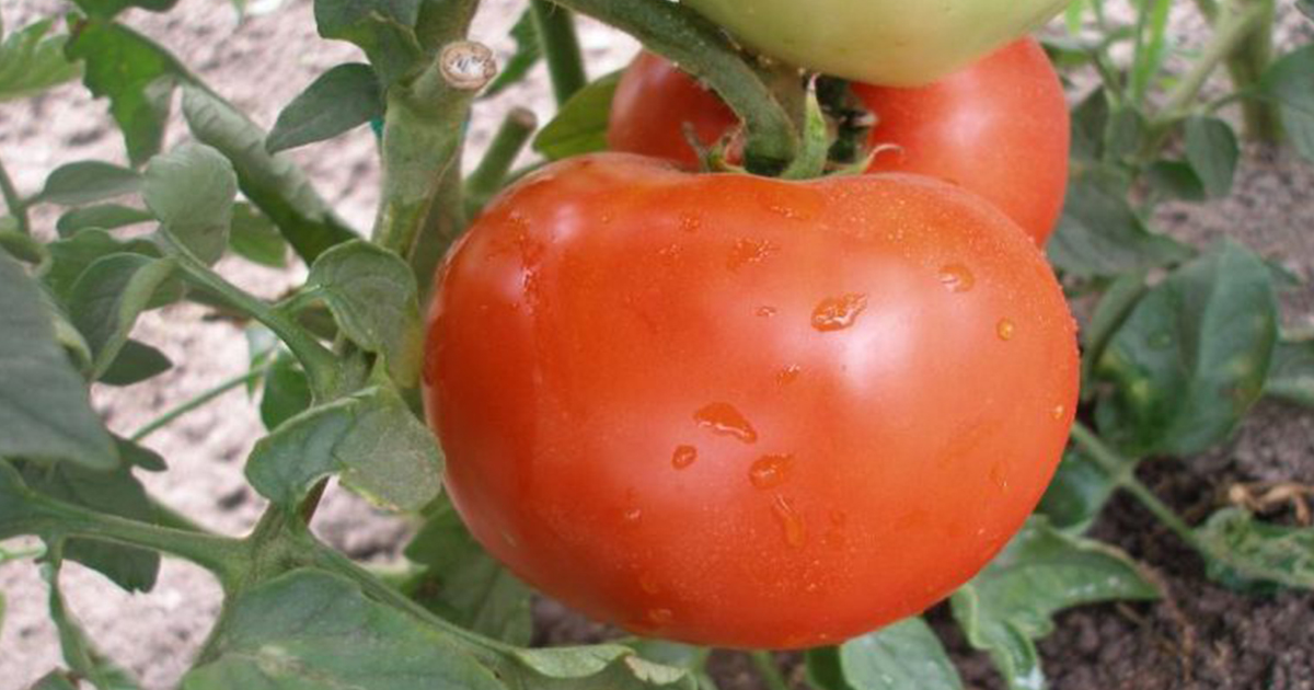 Bine de Știut – Ce se întâmplă în corpul tău dacă mănânci o roșie pe zi ...