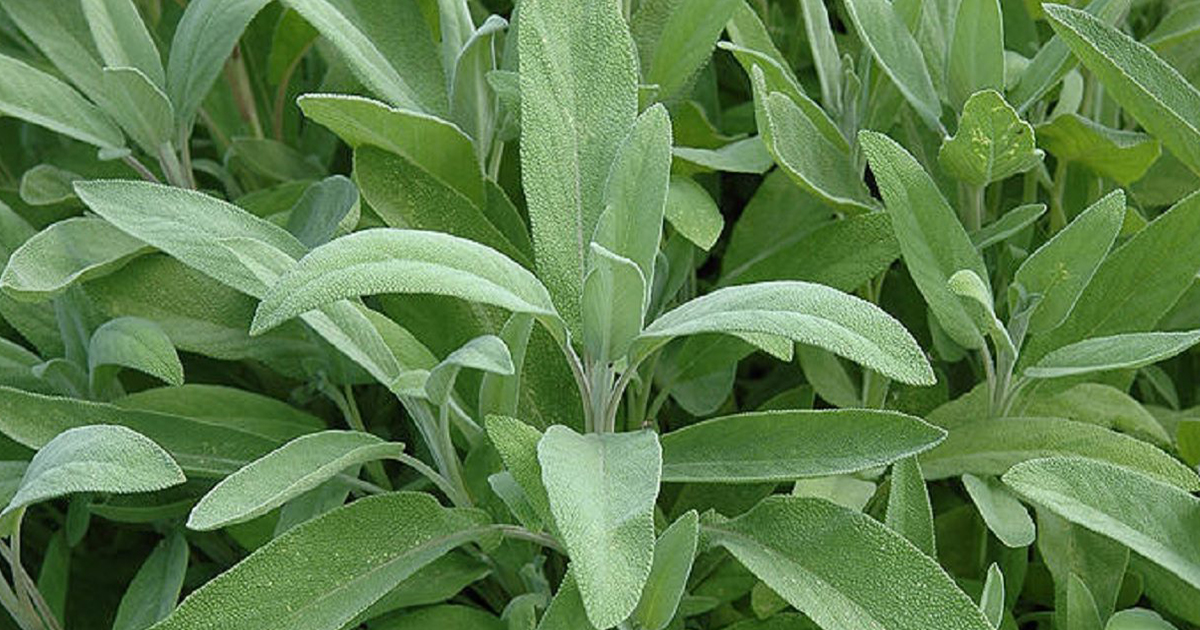 De ce să se stingă omul dacă pe pământ există Salvia – Ceai de salvie ...