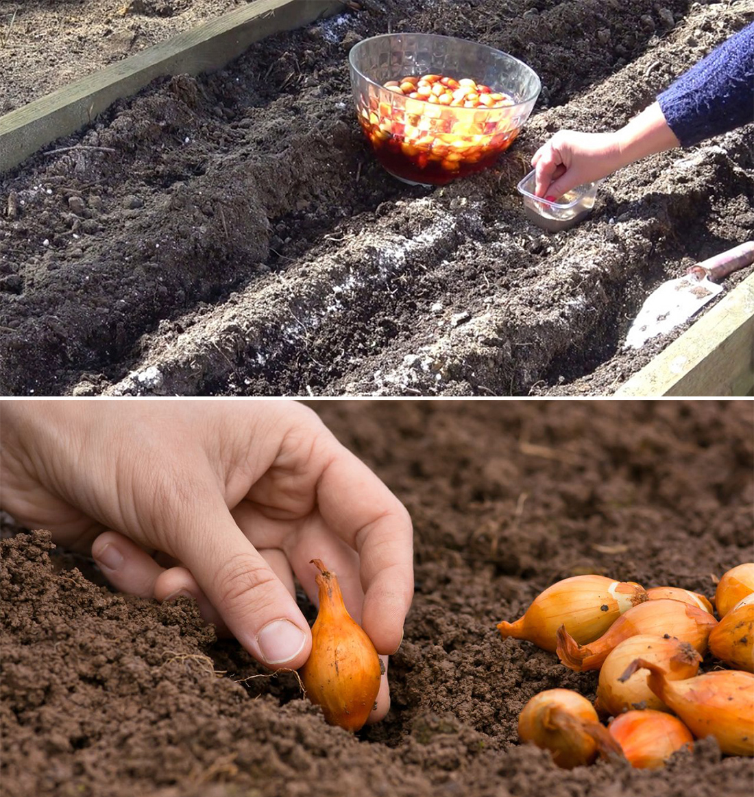 Plantarea arpagicului toamna: Trucuri pentru obținerea unei recolte ...